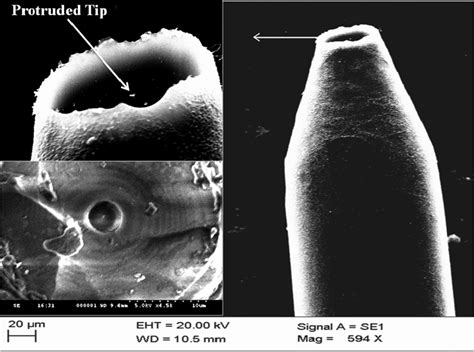 A Sem Image Of Gold Coated Optical Fiber Tip B Side View Of The