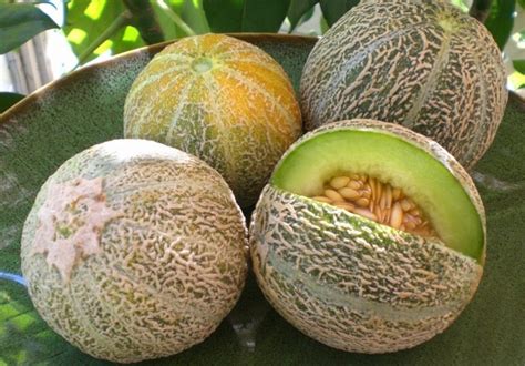 Khasiat Dan Manfaat Buah Melon Untuk Kesehatan Blog Kesehatan