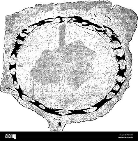 Fossil Plants For Students Of Botany And Geology Paleobotany X