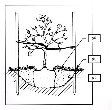 Giving Trees Their Best Start Its Worth It Hort Journal Australia
