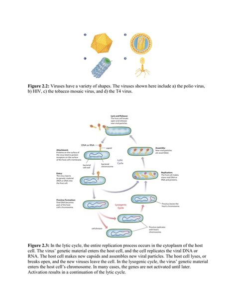 B Hiv C The Tobacco Mosaic Virus And D The Cell The Virus