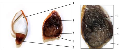 Barnacle Anatomy Diagram Quizlet