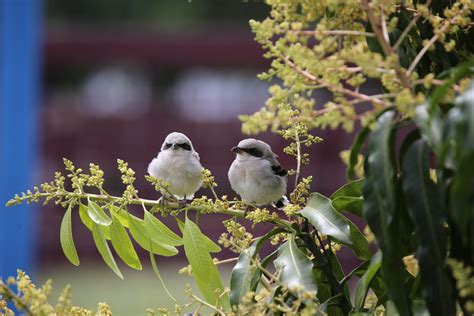 Loggerhead Shrike Audubon Field Guide