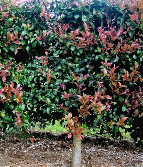 Lilly Pilly Plant Care And Growing Basics Water Light Soil