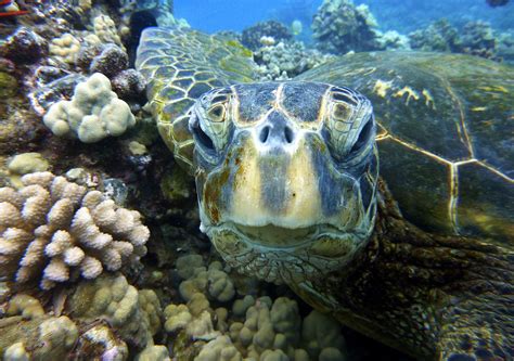 Grumpy Hawaiian Sea Turtle Imgur