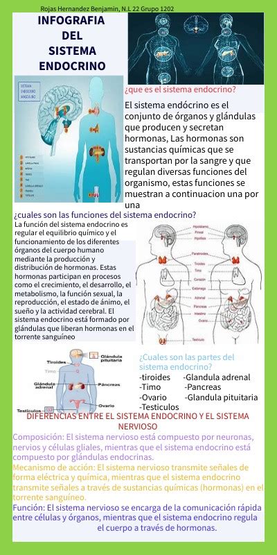InfografÍa Del Sistema Endocrino Genially