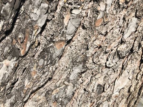 Tree Bark Texture With Different Shades Of Brown Stock Photo Image Of Bestdesert Labrillo