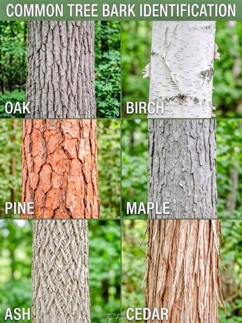 Tree Bark Identification Artofit