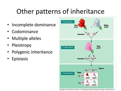 Ppt Mendelian Genetics Powerpoint Presentation Free Download Id