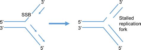 Schematic Illustrating The Production Of Stalled Replication Fork Which