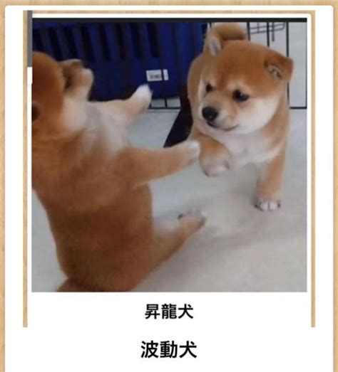 ｲﾝﾇ技 犬へのボケ 85156585 ボケてbokete
