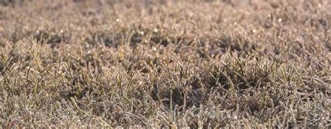 Why Is Grass Brown In The Winter Gecko Green