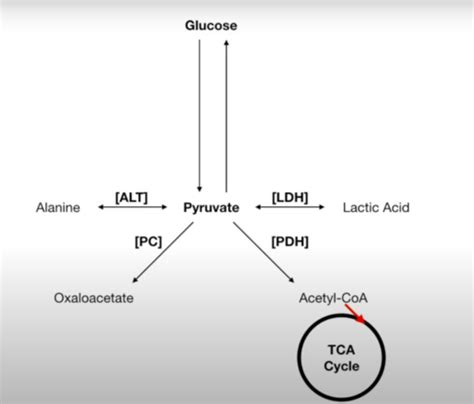 Pyruvate Pathways Flashcards Quizlet