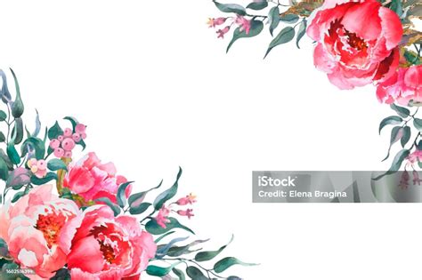 수채화 수평 프레임 템플릿 분홍색과 흰색 모란 유칼립투스 가지 손으로 그린 식물 그림은 흰색 배경에 분리되어 있다 초대장의 경우