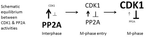 Equilibrium Between Cdk1 And Pp2a We Show Here Only The General Download Scientific Diagram