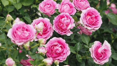 4K HDR Kordes Rose Fraulein Maria Raspberry Cupcake Under The 35