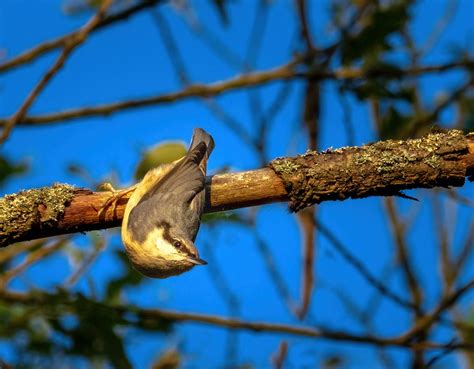 Nuthatch Bird Nature Free Photo On Pixabay Pixabay