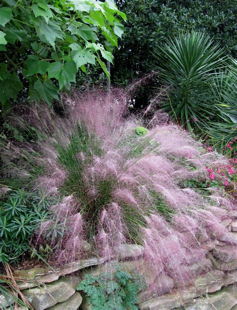 Dig Deeper Into Muhly Grasses The Genus Muhlenbergia