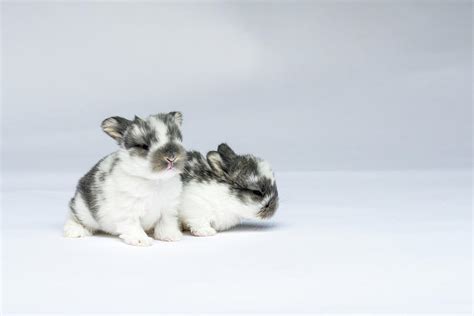 Two Baby Bunnies On White Background Photograph By Cavan Images Fine Art America
