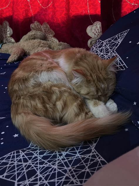 I Love It When She Sticks Her Paws Out While Sleeping Rcatbun