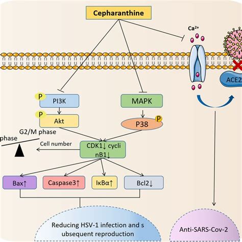 Cep Can Promote Cell Apoptosis Of Hsv 1 Infection By Regulating Mapk