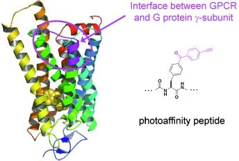 A PhotoCrossLinking Strategy To Map Sites Of ProteinProtein Interactions Chen 2010