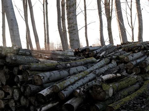Premium Photo Stack Of Tree Trunk