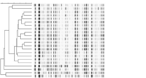 Upgma Cluster Analysis Based On The Modified Aflp Results Download Scientific Diagram
