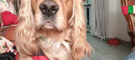 Bogotá Buscan A Perrito Raza Cocker Perdido En Los Mártires