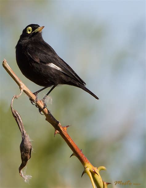 Reserva Ecológica Costanera Sur