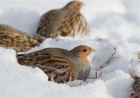 Gray Partridge Audubon Field Guide