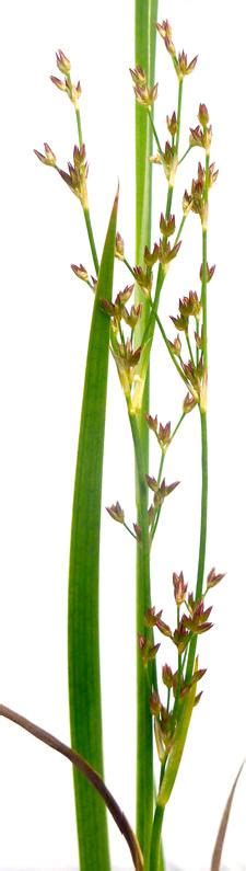 Juncus Xiphioides Iris Leaved Rush Native Here Nursery