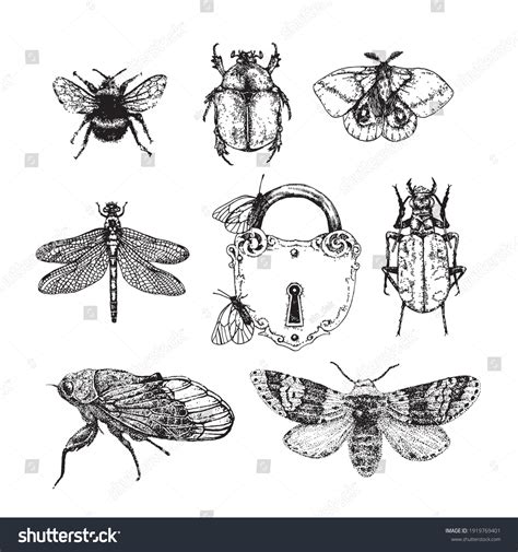 Set Insects Vector Linear Illustration Stock Vector Royalty Free Shutterstock