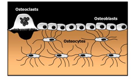 Oral Tissues Osteoblasts Osteocytes Osteoclasts Flashcards Quizlet