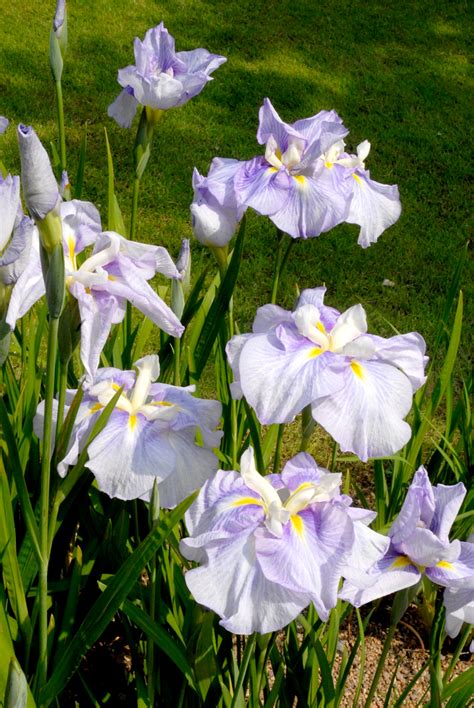 Iris PagesJaunes