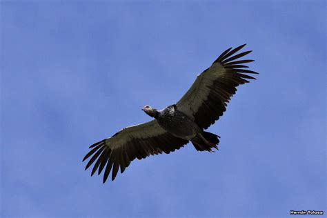 Aves Bonaerenses Chajá En Vuelo