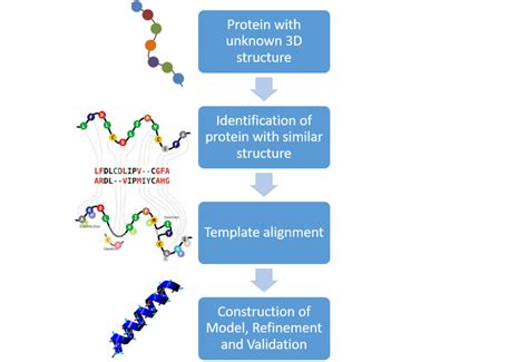 Homology Modeling Process Download Scientific Diagram