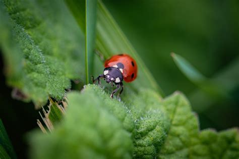Beetle Mania Tipuri și Identificare Simplificate