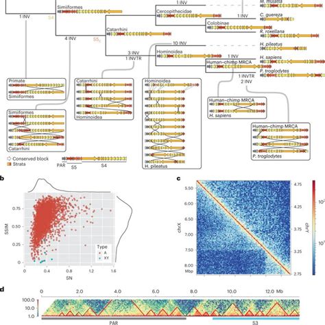 Dynamic Evolution Of Primate Y Chromosomes A Heat Map Depicts The