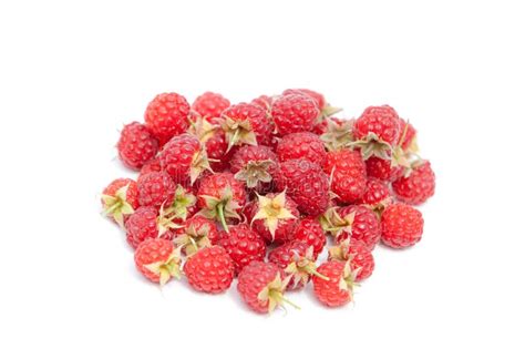 Raspberry Razz Fence Stash Stock Image Image Of Delicious Foliage