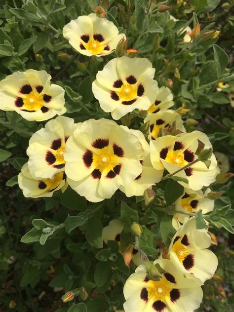 Halimiocistus X Wintonensis ‘merrist Wood Cream Xera Plants