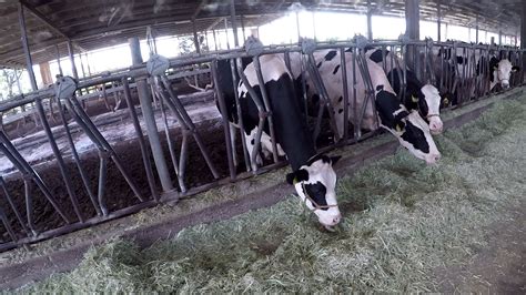 Cow Body Object Detection Dataset By Ryuta Sasamoto