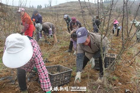 以短养长 ！花椒地里种魔芋增收入大井村种植村民
