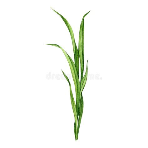 Single Blade Grass Stock Illustrations 495 Single Blade Grass Stock Illustrations Vectors