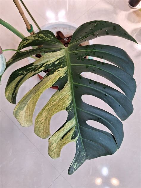 Monstera Deliciosa Mint Furniture And Home Living Gardening Plants And Seeds On Carousell