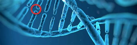 What Is Short Telomere Syndrome Longevity By Nature