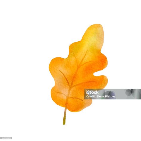 Feuille De Chêne Aquarelle Isolée Sur Fond Blanc Dessin Dautomne De La