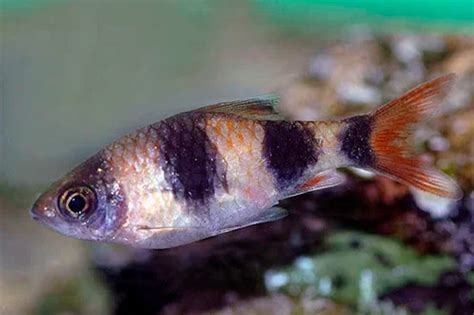 Barbus Arulius Peces Raros
