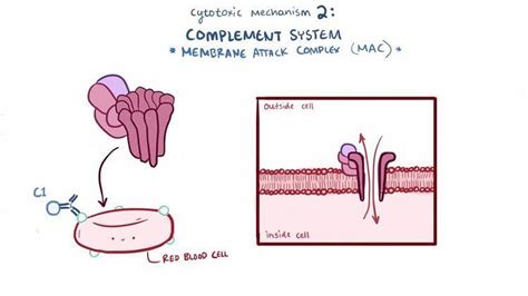 Type Ii Hypersensitivity Alchetron The Free Social Encyclopedia