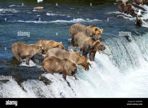 Brown Bears With Cubs Ursus Arctos Horribilis Standing In The River